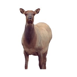 Montana Decoy Eichler Elk Cow Decoy | Palmetto State Armory