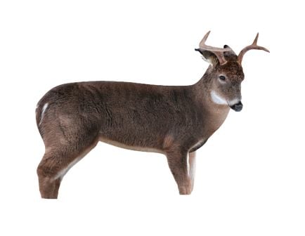 Montana Decoy The Freshman Deer Buck Decoy | Palmetto State Armory